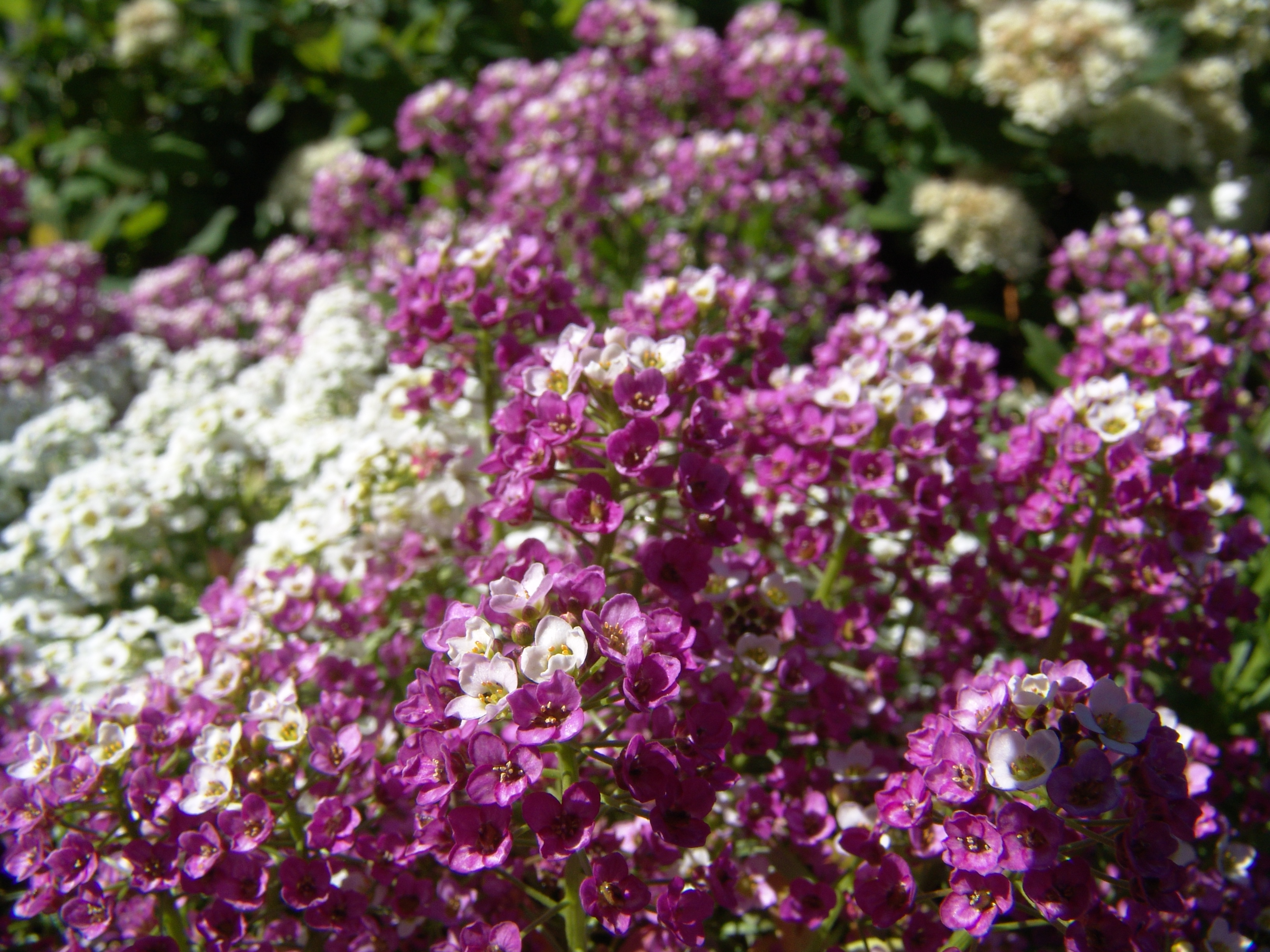 Plants – Creekside Growers